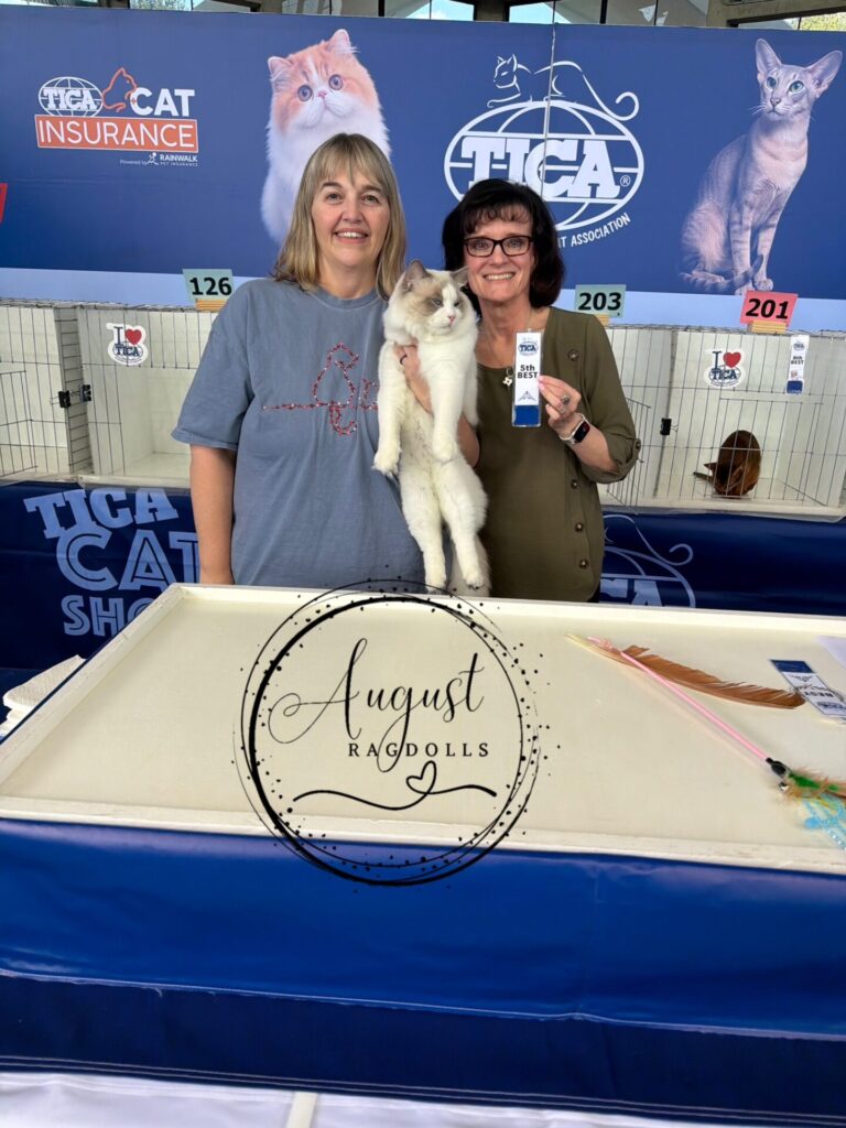 Show News - August Ragdolls
